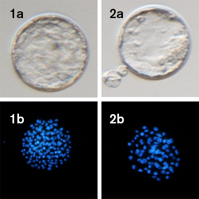 How to ensure embryo viability in your culture system